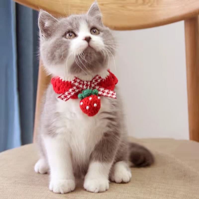 Knit Strawberry Pet Collar Fruit Cat Collar – Pawpawcrochets
